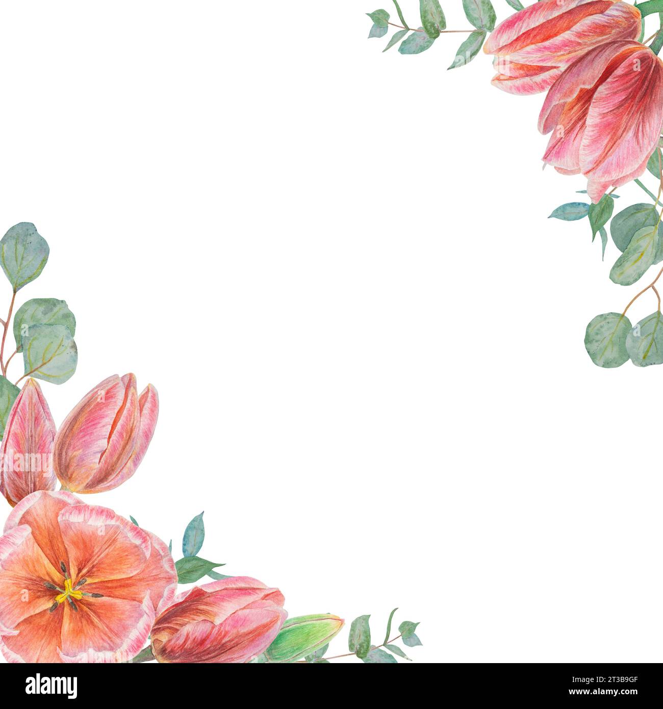 Watercolor hand drawn realistic botanical illustration of pink tulip ...