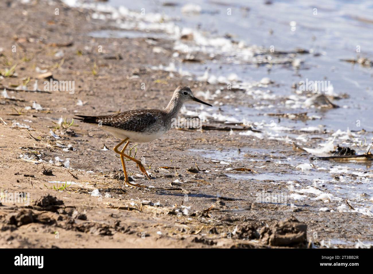 Lesser Yellowlegs Tringa flavipes Stock Photo - Alamy