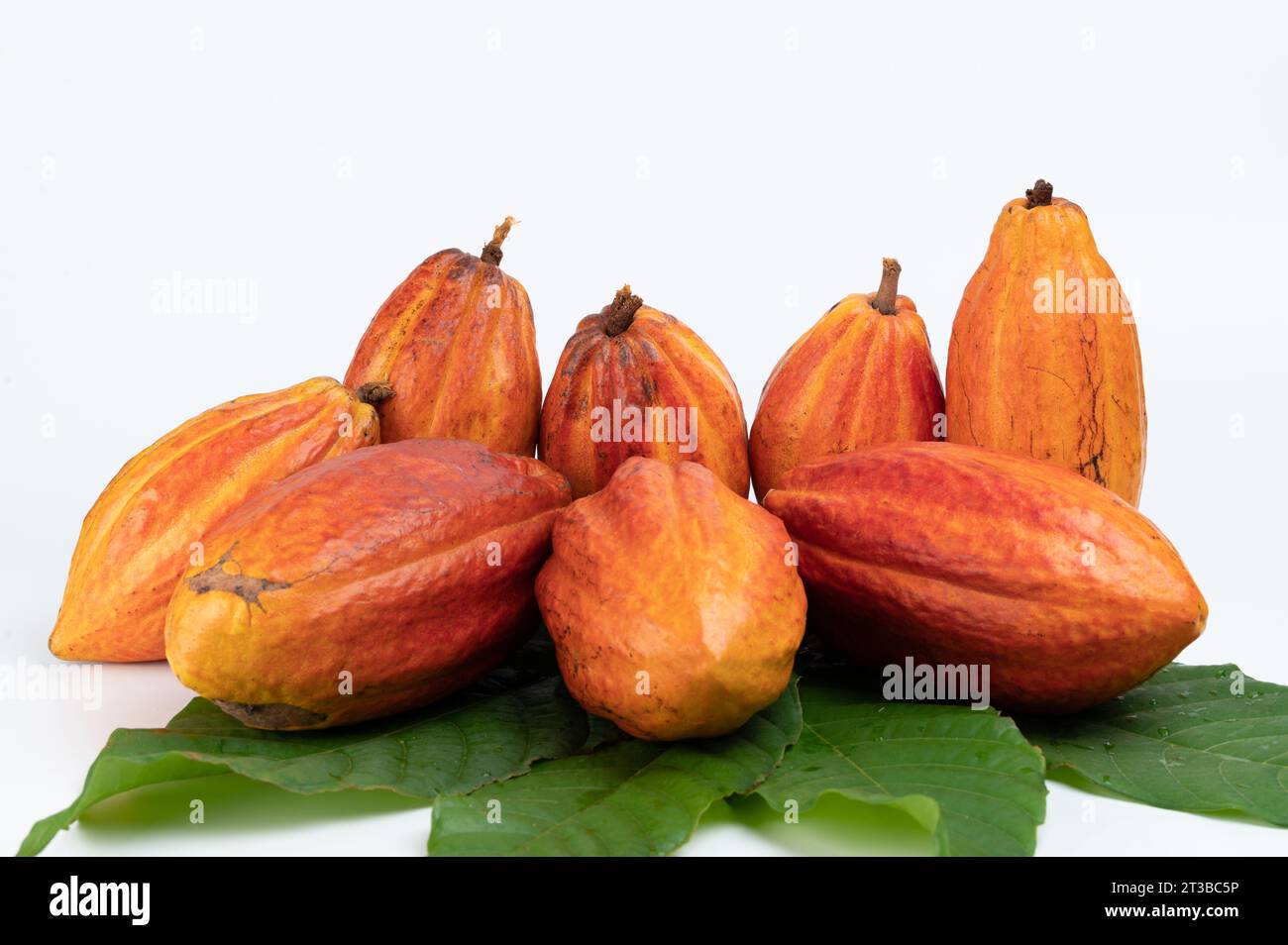 Crop of cacao plant pods with green leafs natural background Stock ...