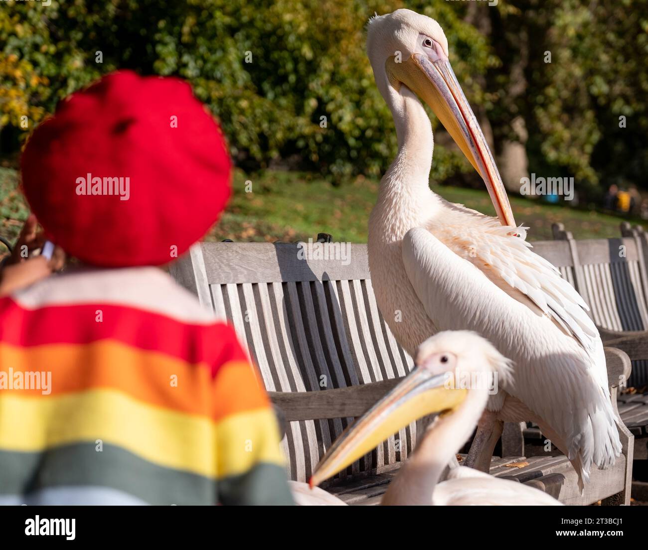 Half open beak hi-res stock photography and images - Alamy