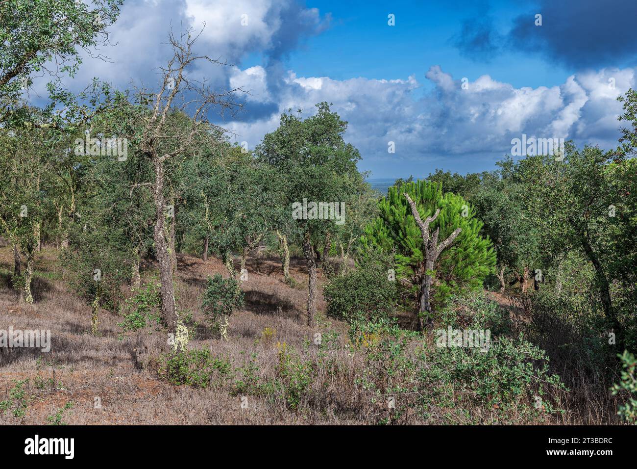 Traditional landscape of the Alentejo with cork trees, Portugal Stock ...