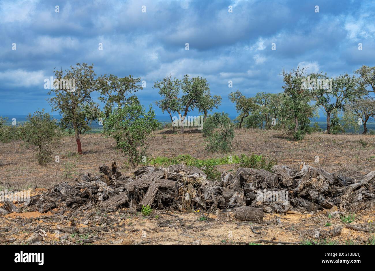 Traditional landscape of the Alentejo with cork trees, Portugal Stock ...