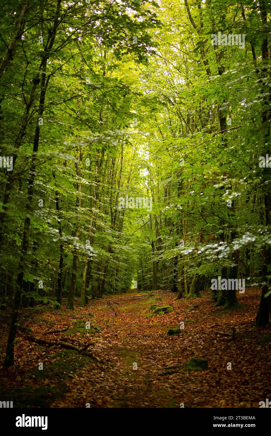 A lush, green forest with a dense canopy of foliage overhanging the ...