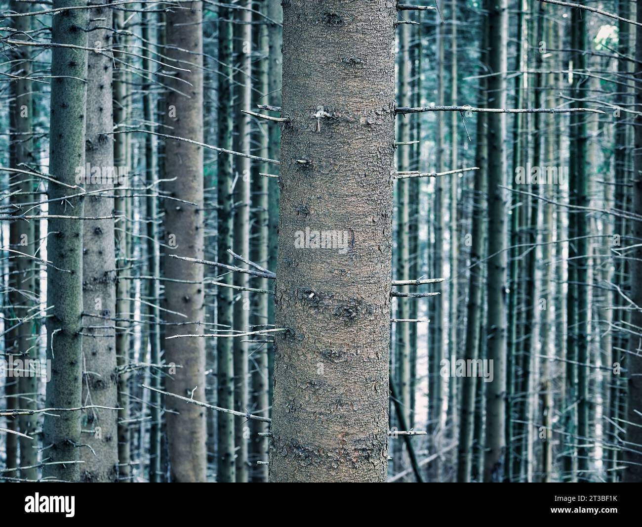 Forest scenery landscape in the Carpathian Mountains. in Romania. Tree ...