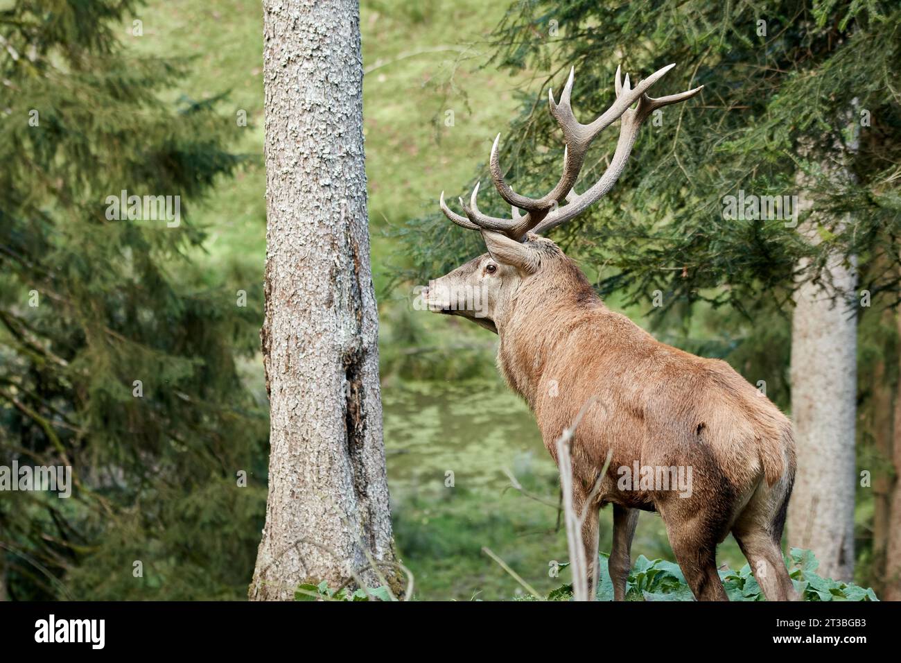 Male red deer (Cervus elaphus) stag with large antlers standing in the ...