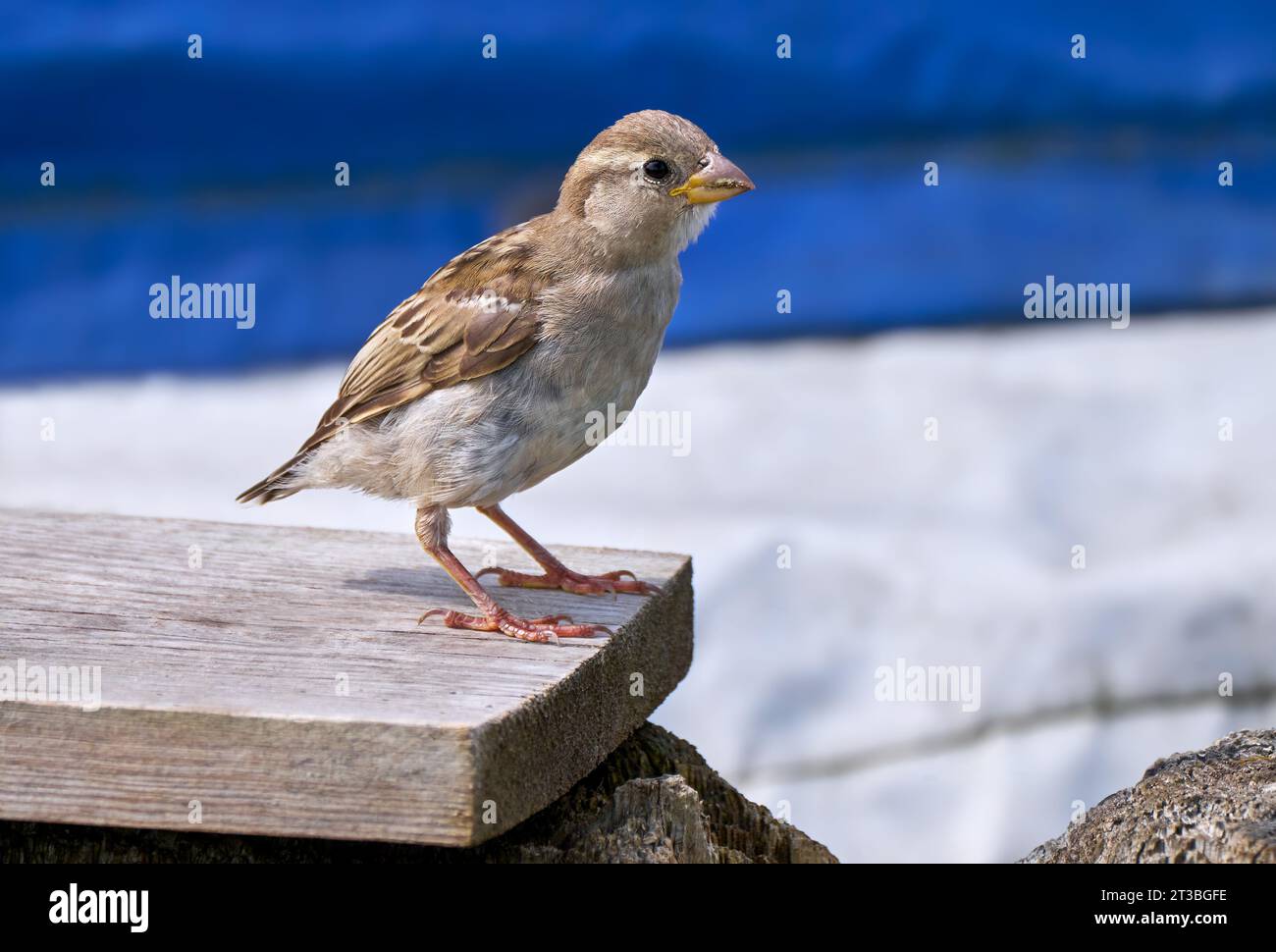 House sparrow (Passer domesticus) standing on a board in front of a ...