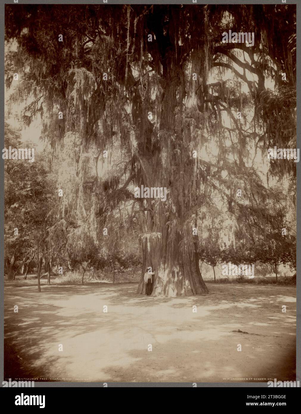 Montezuma's tree, Chapultepec, Mexico Stock Photo - Alamy