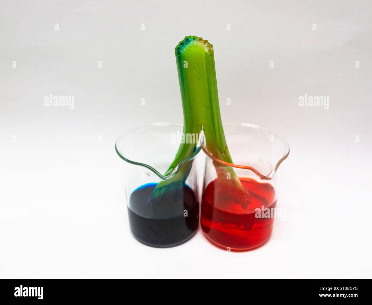 Capillary Action Celery Coloured Celery Science Experiment Play