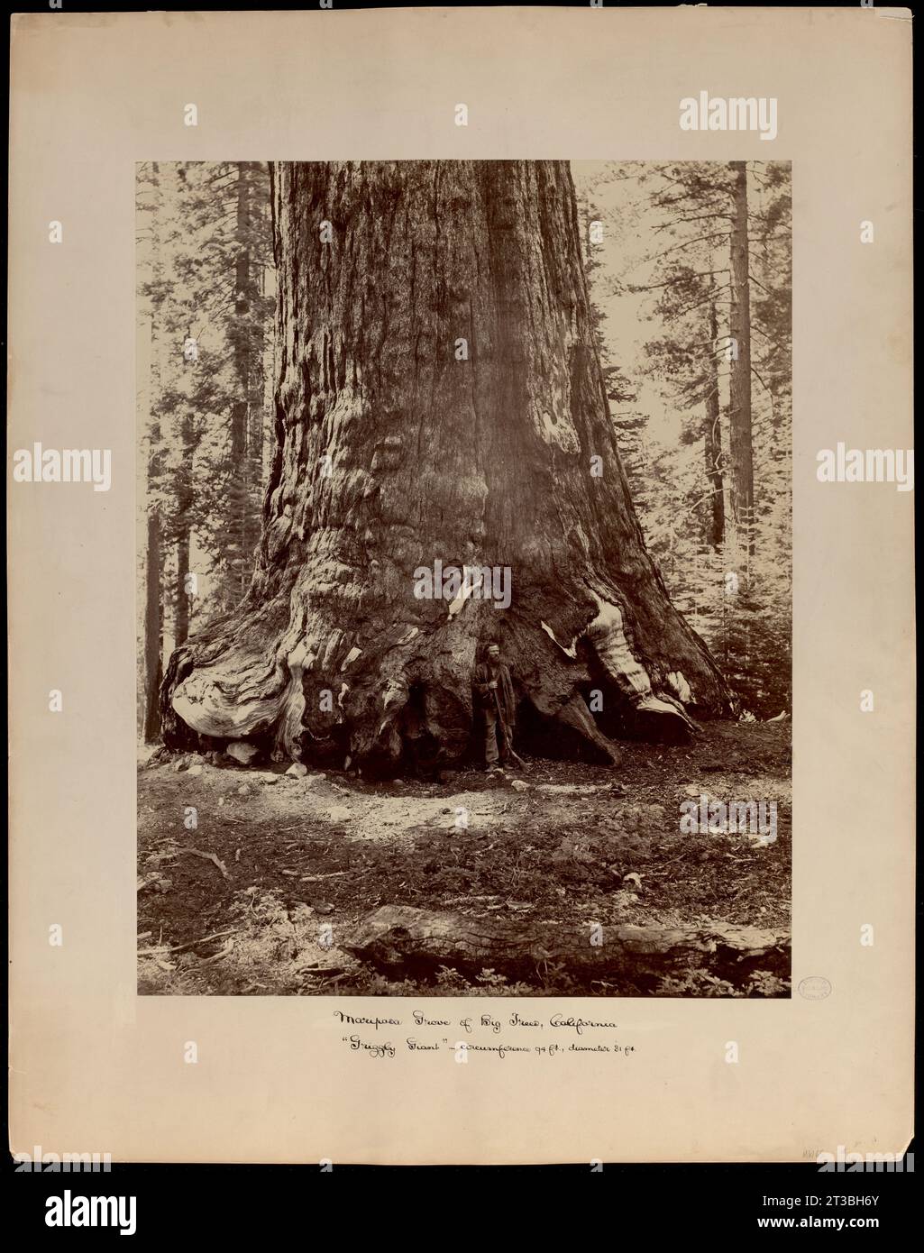 Section of the Grizzly Giant with Galen Clark, Mariposa Grove, Yosemite ...