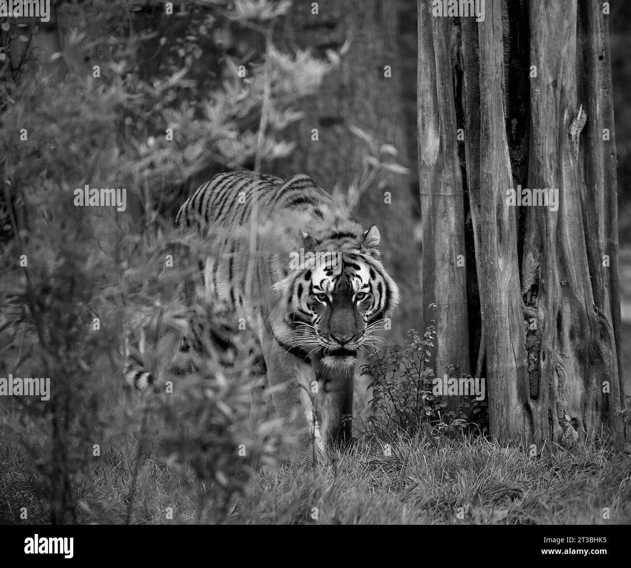 Black And White Tiger Growling Tiger Roar Black And White Stock Photos