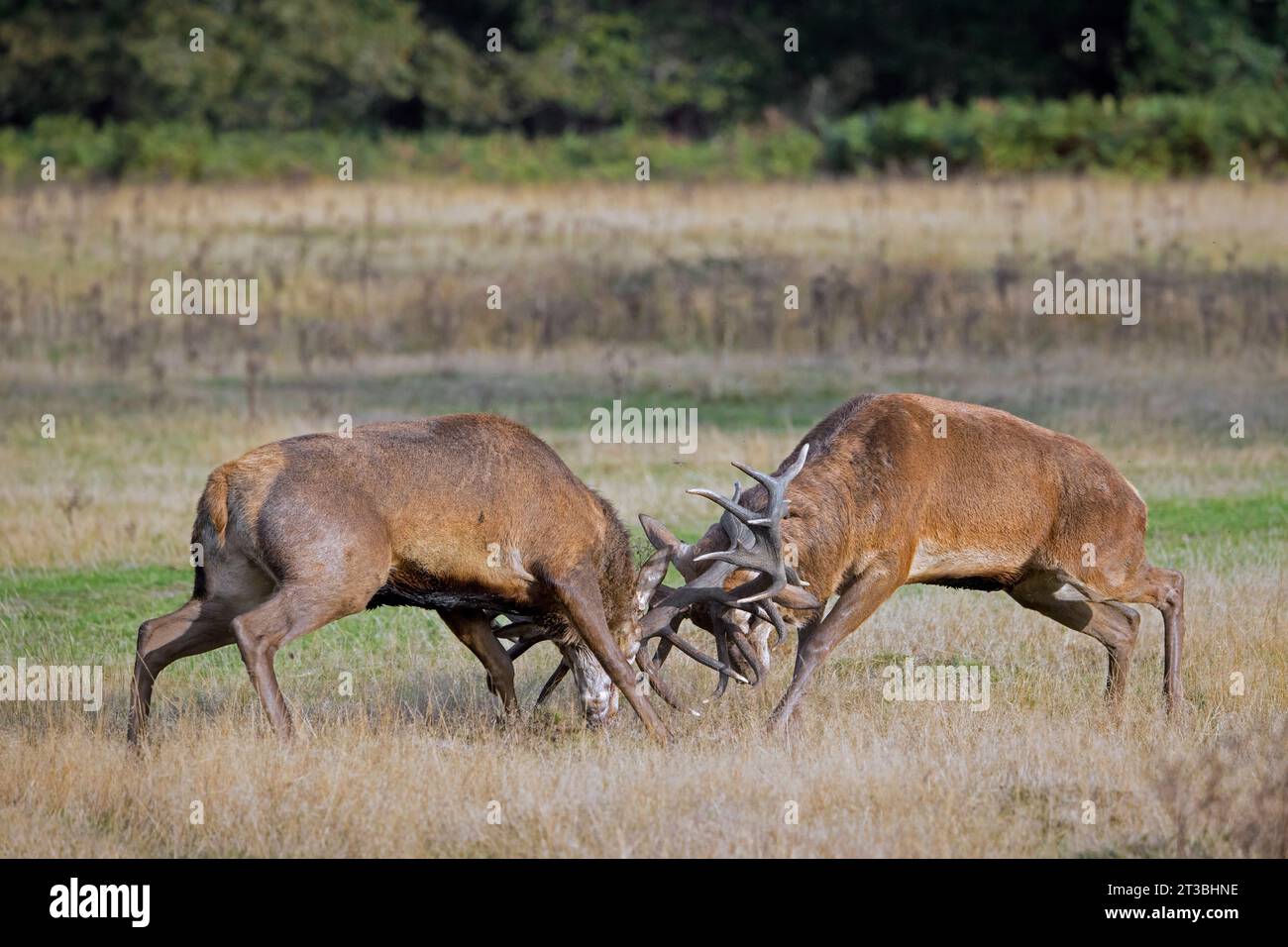 Two rutting red deer (Cervus elaphus) stags fighting by locking antlers ...