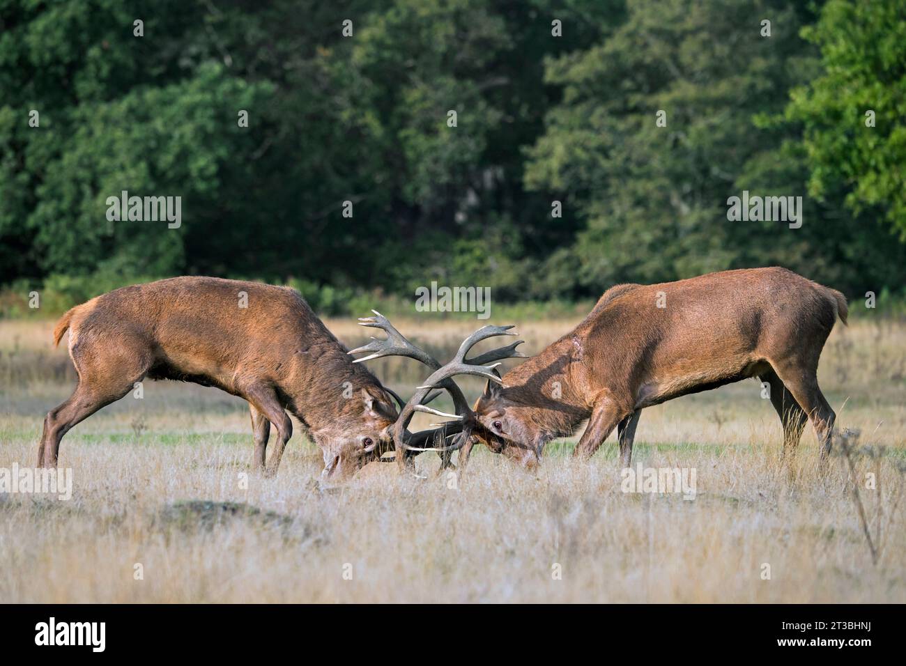 Two rutting red deer (Cervus elaphus) stags fighting by locking antlers ...