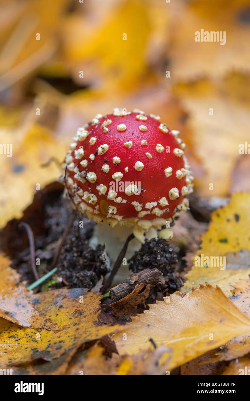 Fly agaric / fly amanita (Amanita muscaria) early stage of mushroom ...