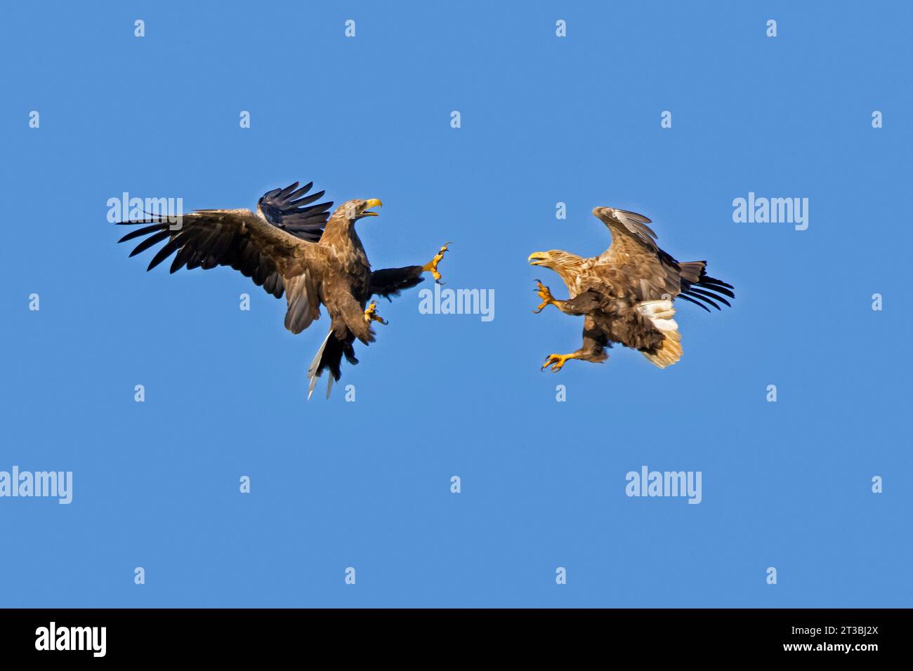 Two adult white-tailed eagles / Eurasian sea eagles / ernes (Haliaeetus ...