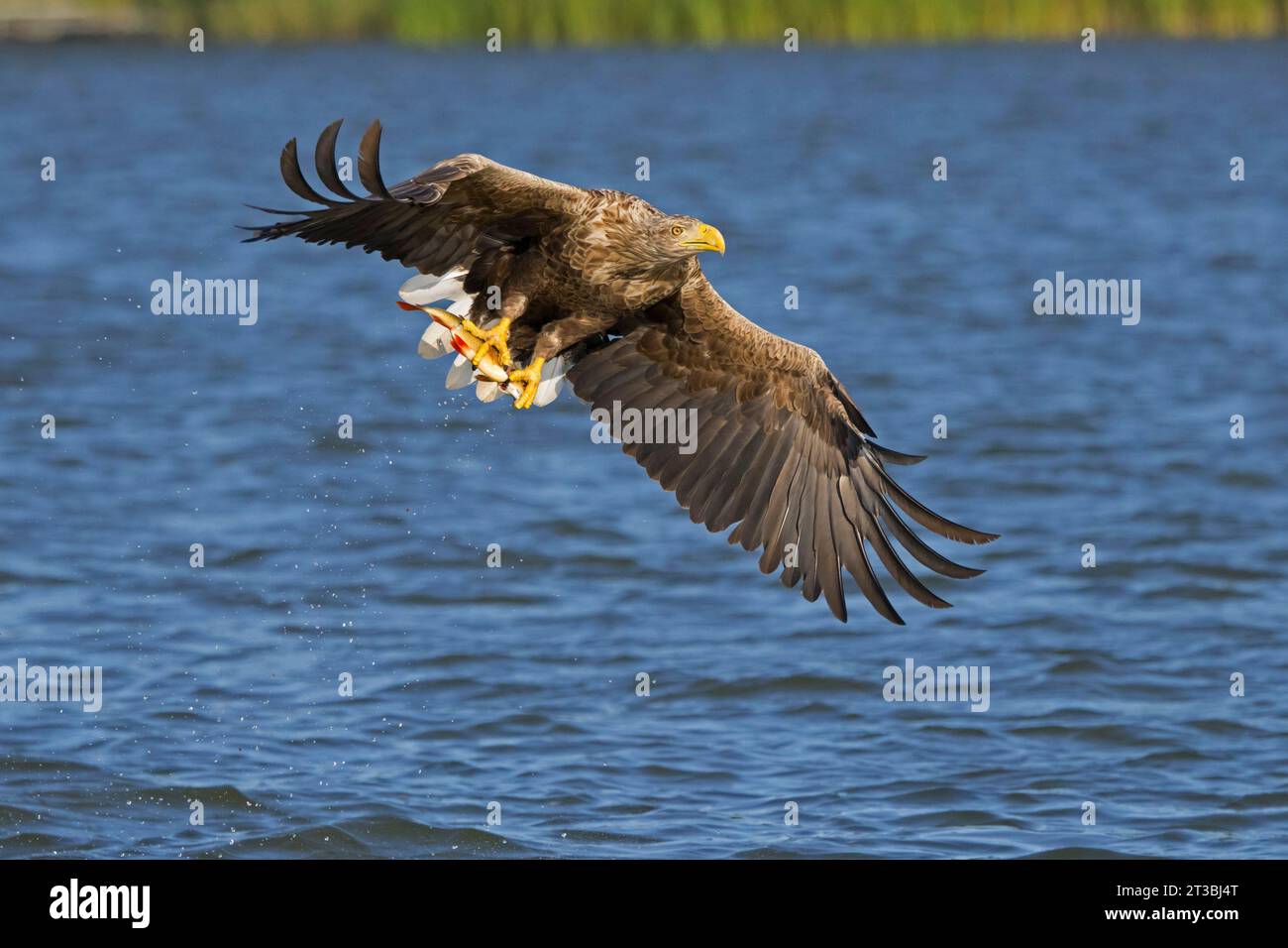 White-tailed eagle / Eurasian sea eagle / erne (Haliaeetus albicilla ...
