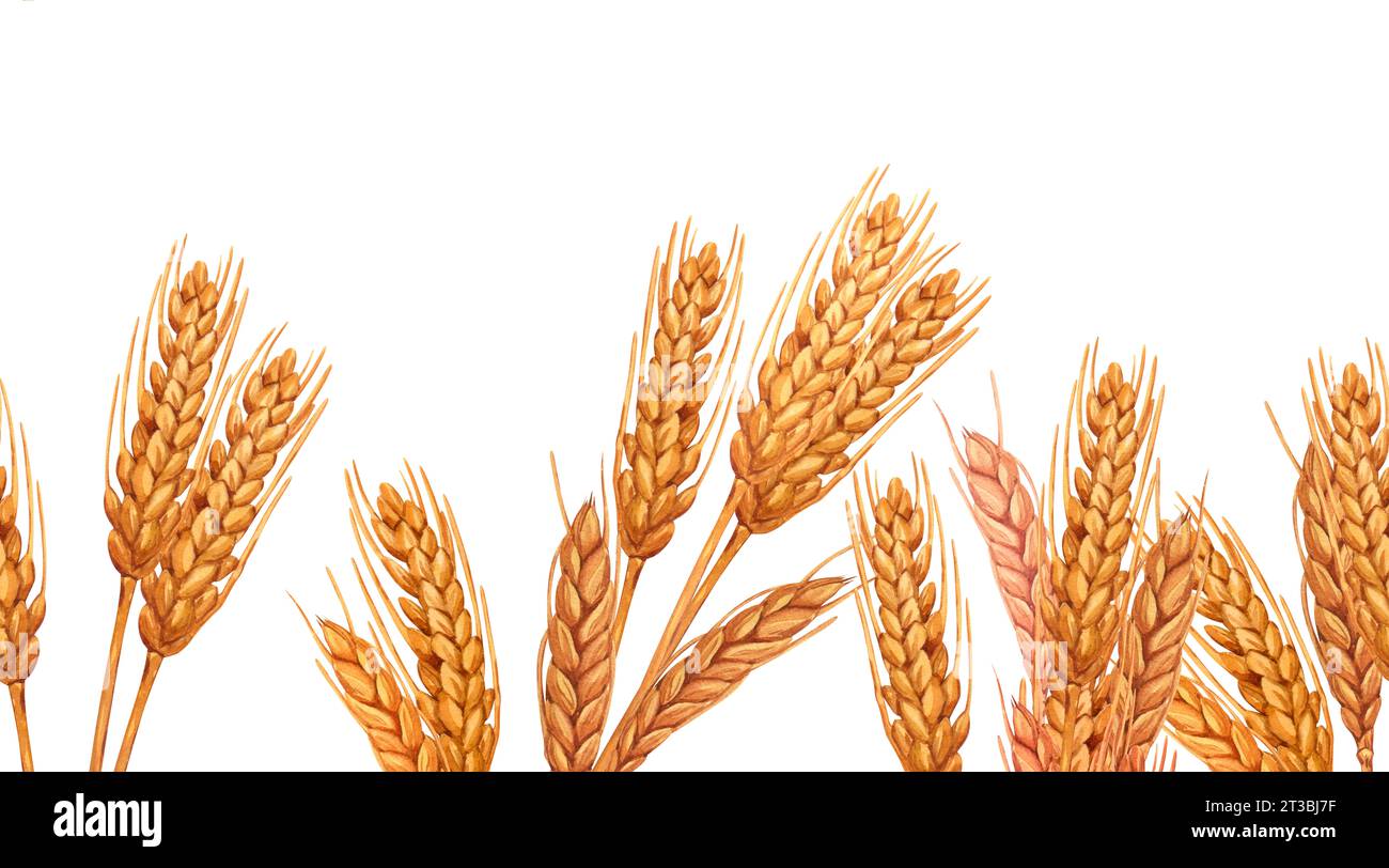 Watercolor spikelets of rye product illustration banner. Painted ...