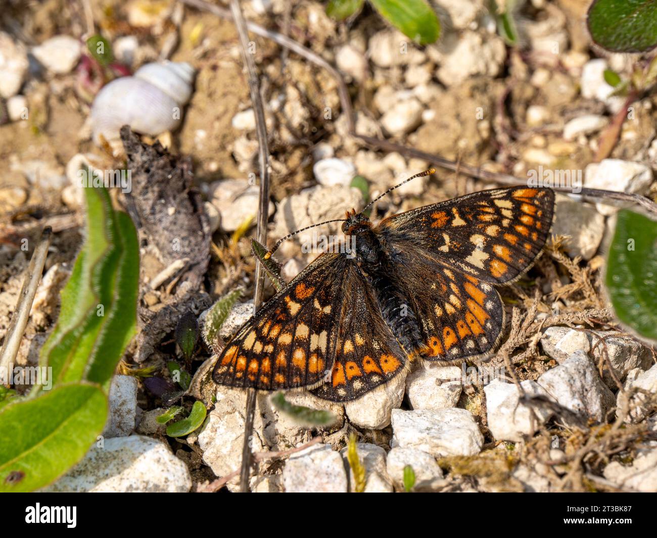 Marsh Fritillary Butterfly With its Wings Open Stock Photo - Alamy