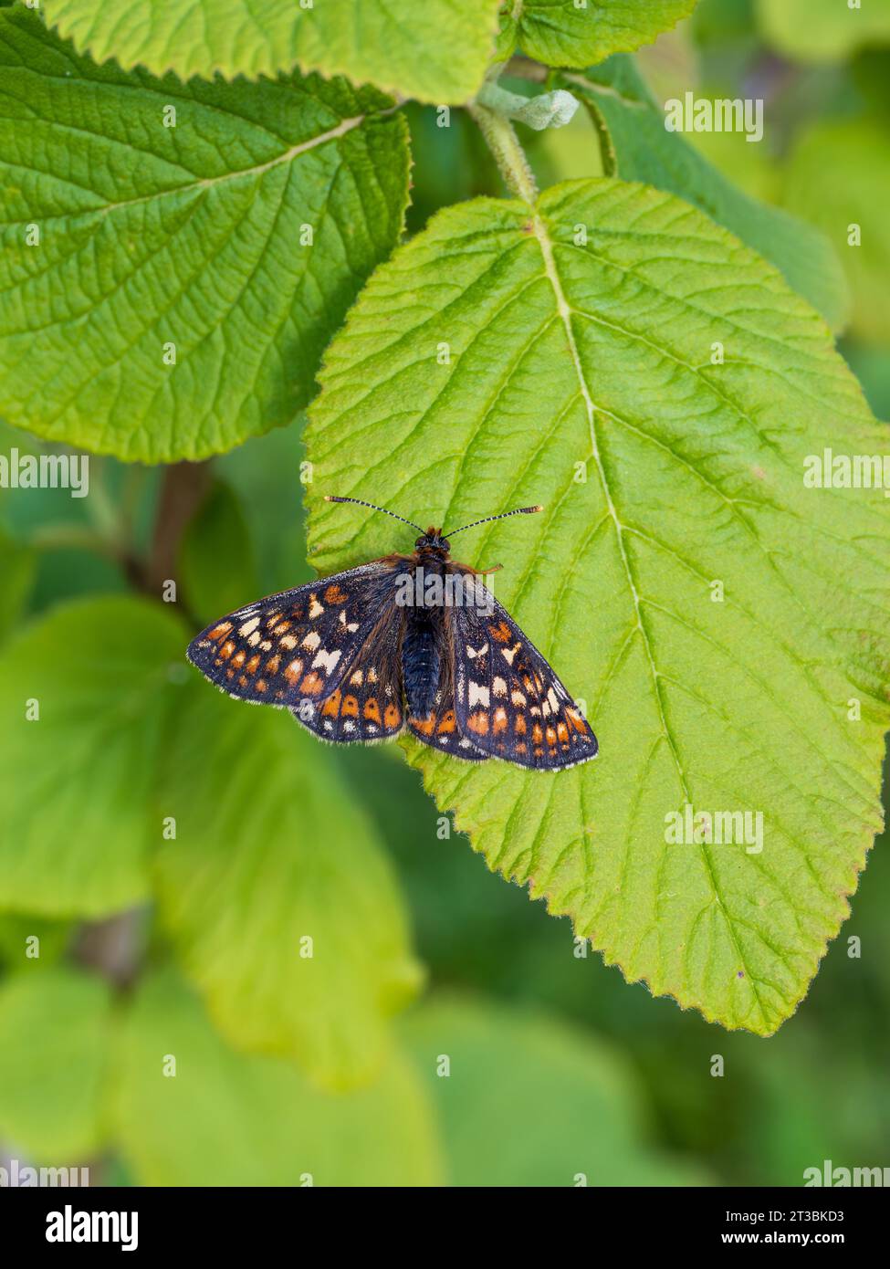 Marsh Fritillary Butterfly With its Wings Open Stock Photo - Alamy