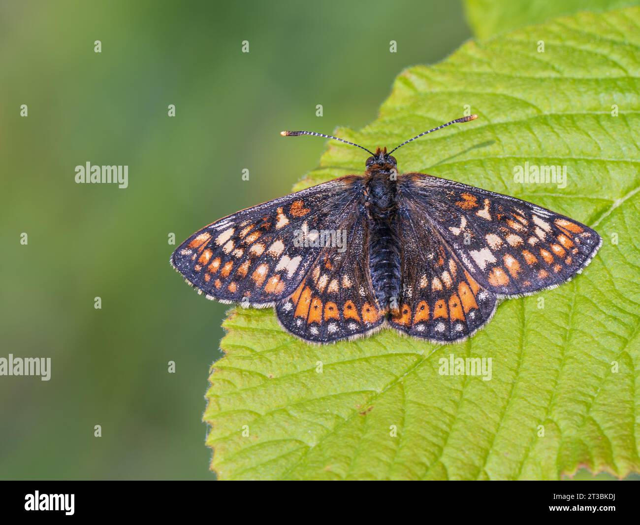 Marsh Fritillary Butterfly With its Wings Open Stock Photo - Alamy