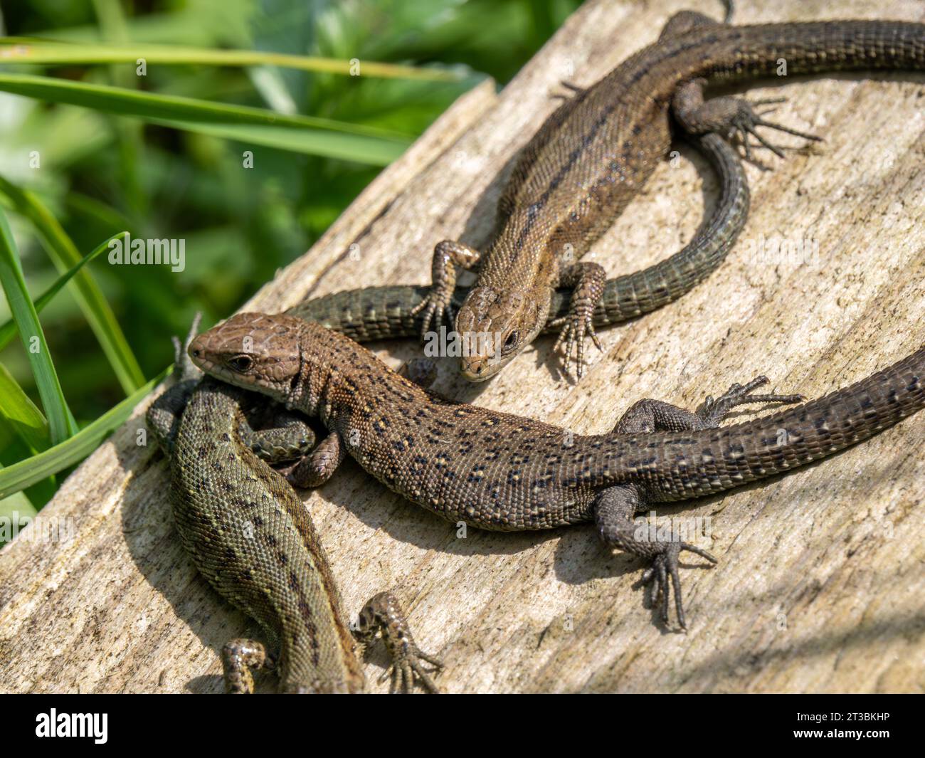 English lizards hi-res stock photography and images - Alamy