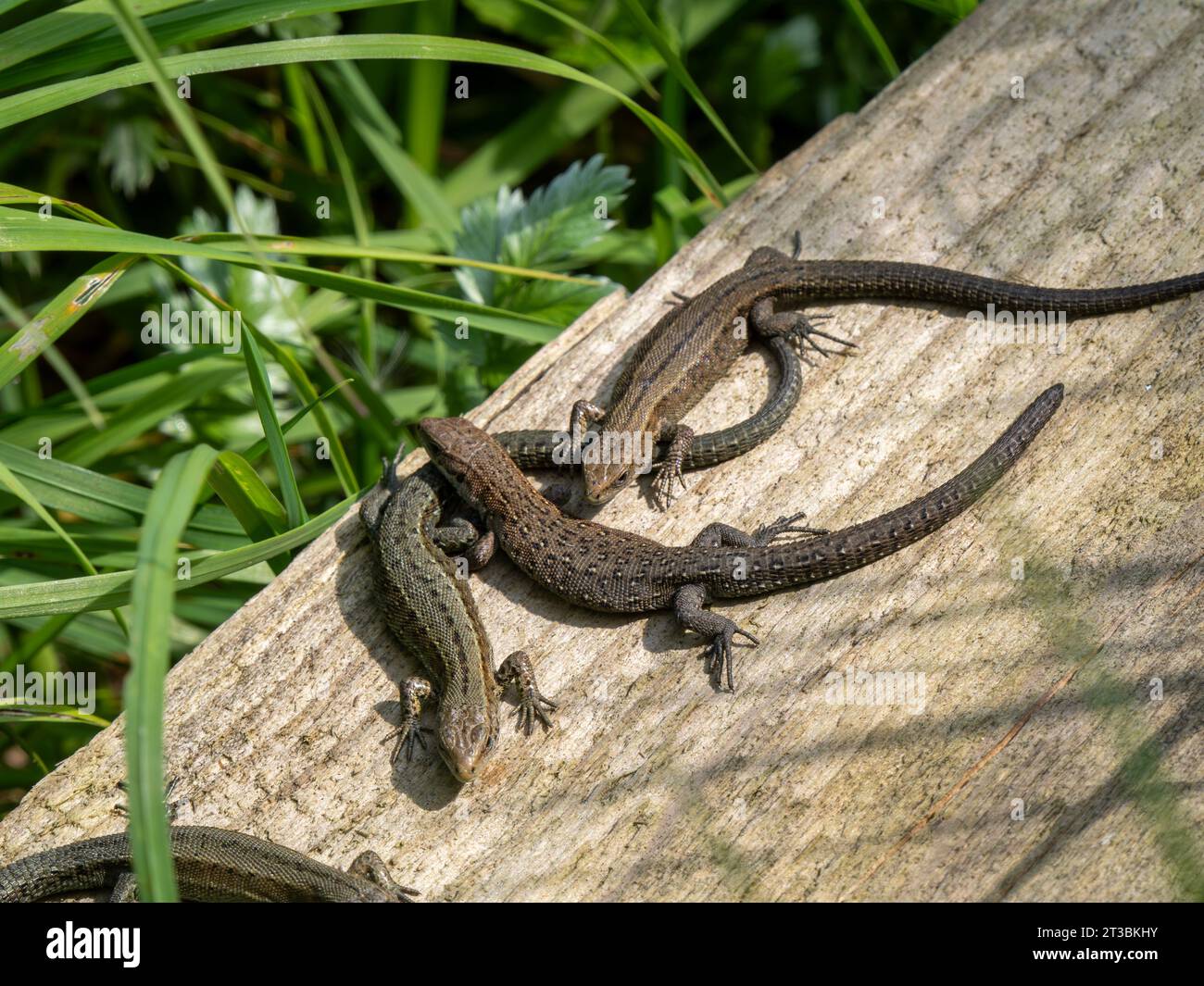 English lizards hi-res stock photography and images - Alamy