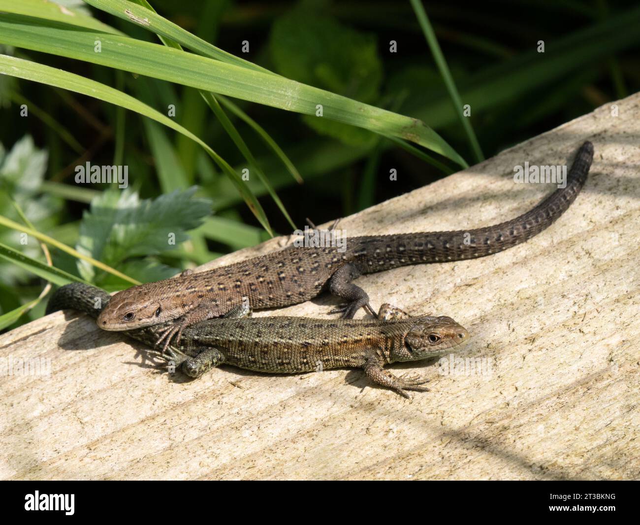 English lizards hi-res stock photography and images - Alamy