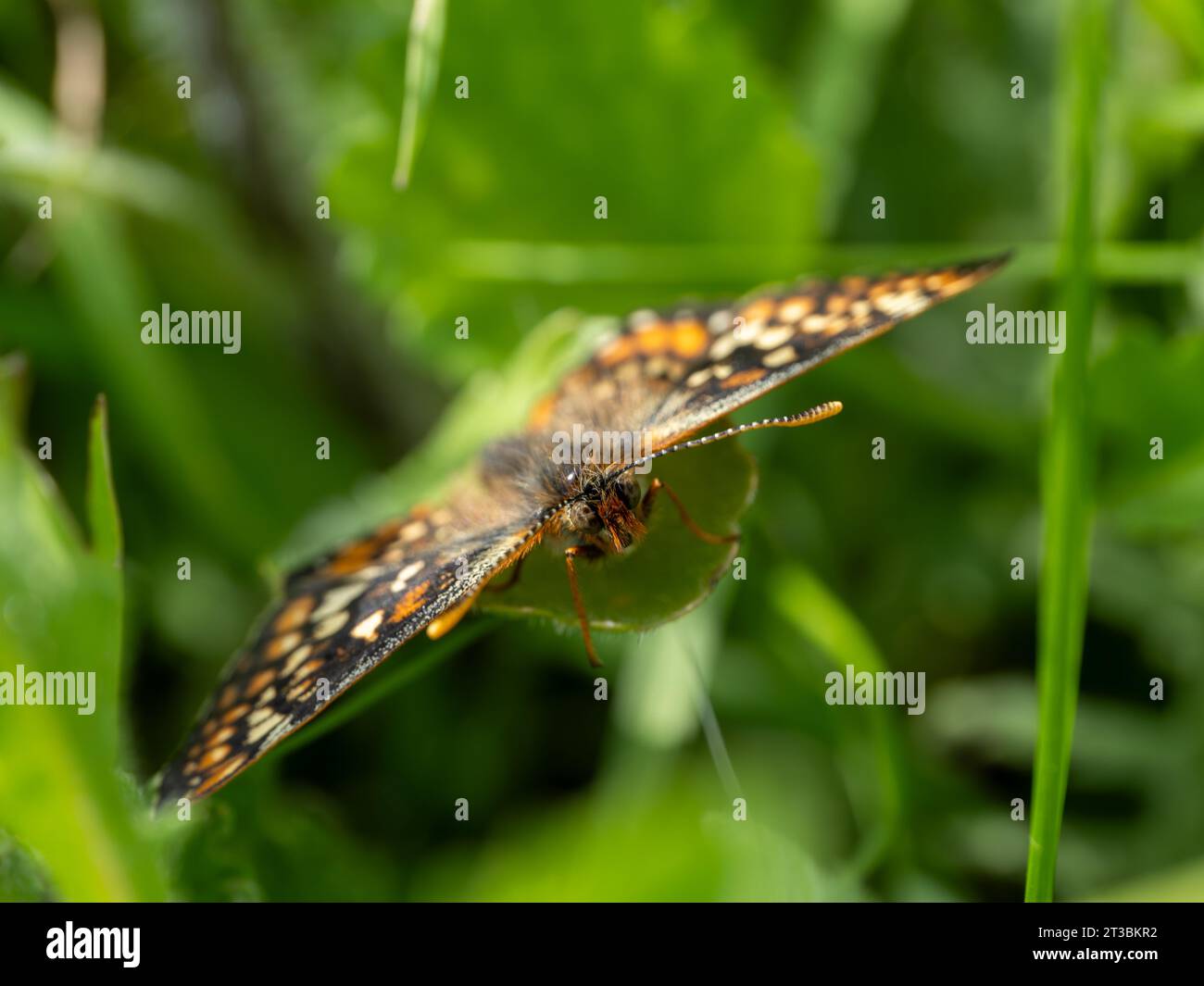 Marsh Fritillary Butterfly With its Wings Open Stock Photo - Alamy