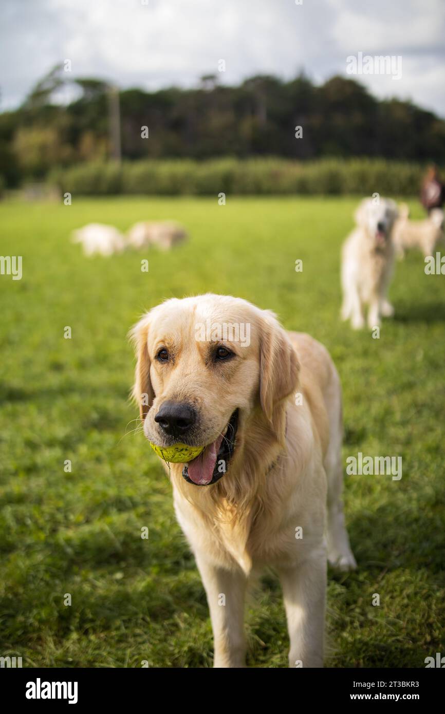A golden retriever stands on all fours, ready to release a tennis ball ...