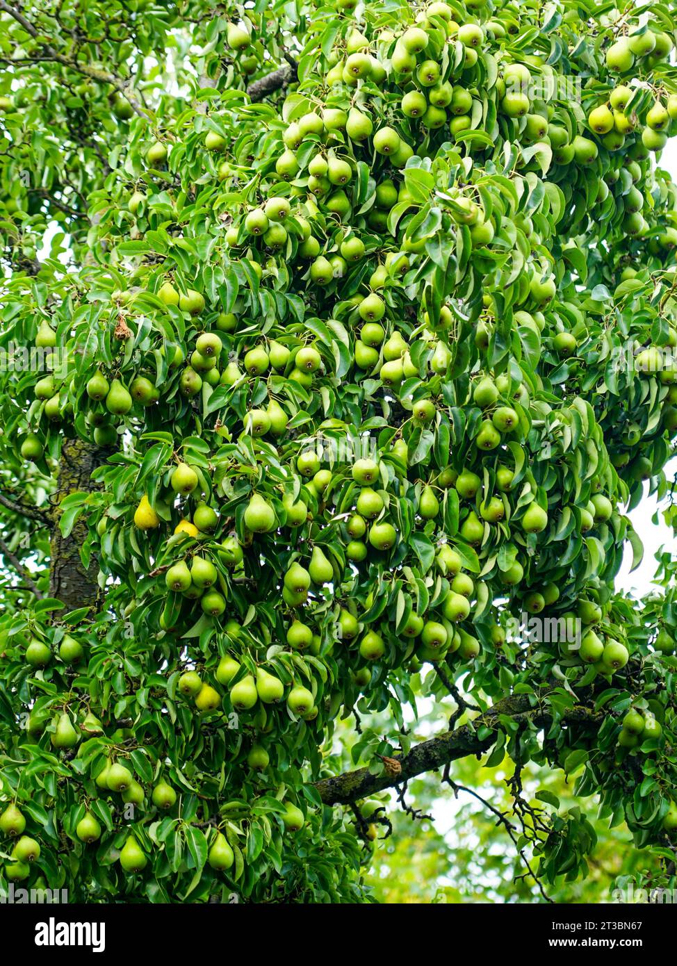 Branches of a large pear tree with many still green fruits, abundant ...