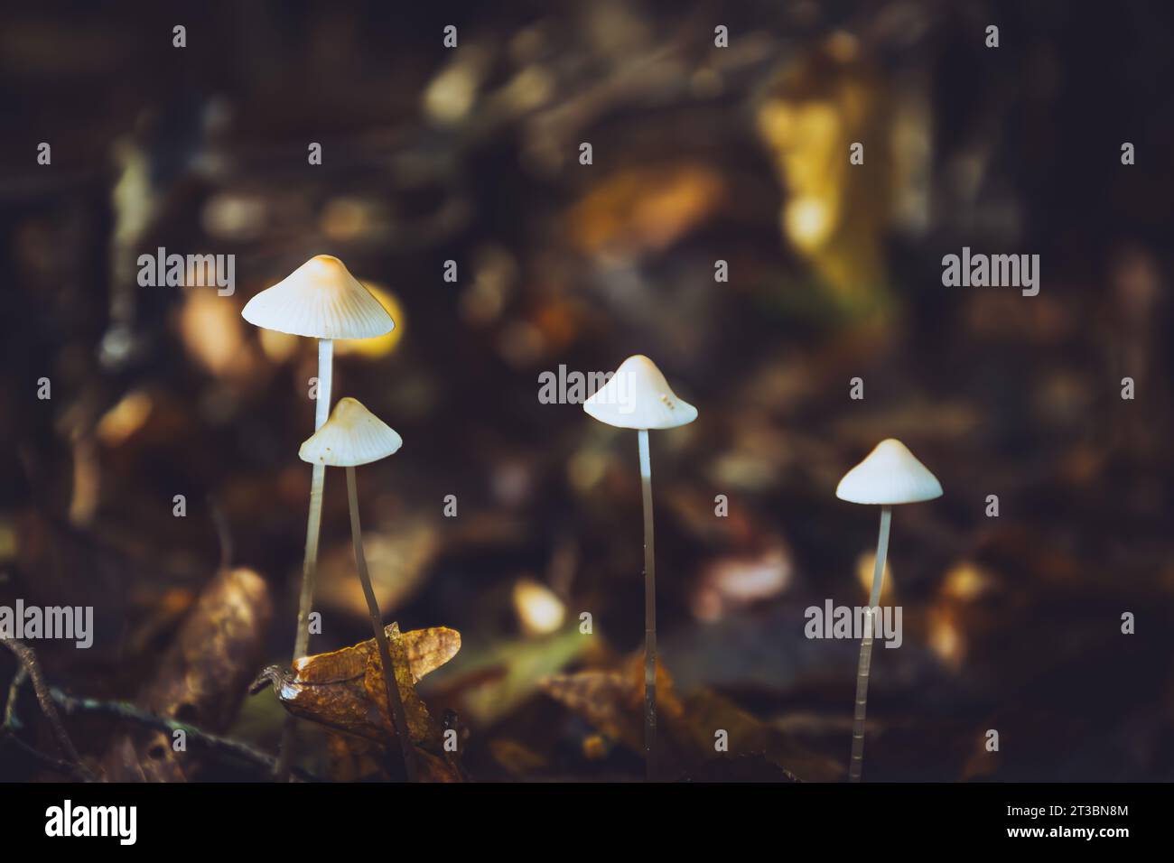 3d illustration magic mushrooms hi-res stock photography and images - Alamy