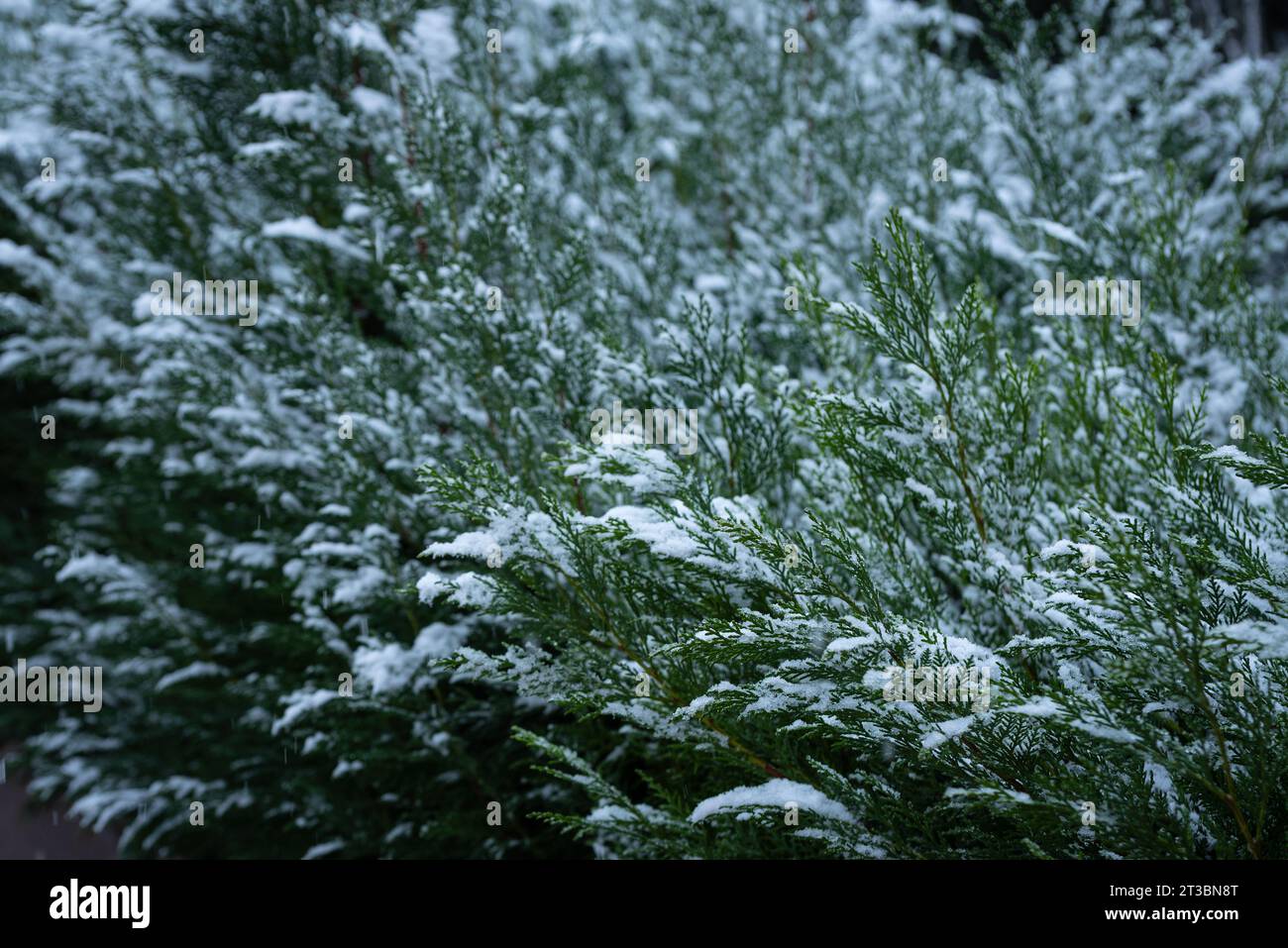 Closeup view of snow on branches of arizona cypress tree on a snowy ...