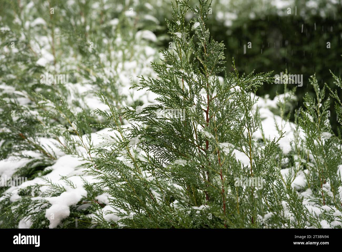 Closeup view of snow on branches of arizona cypress tree on a snowy ...