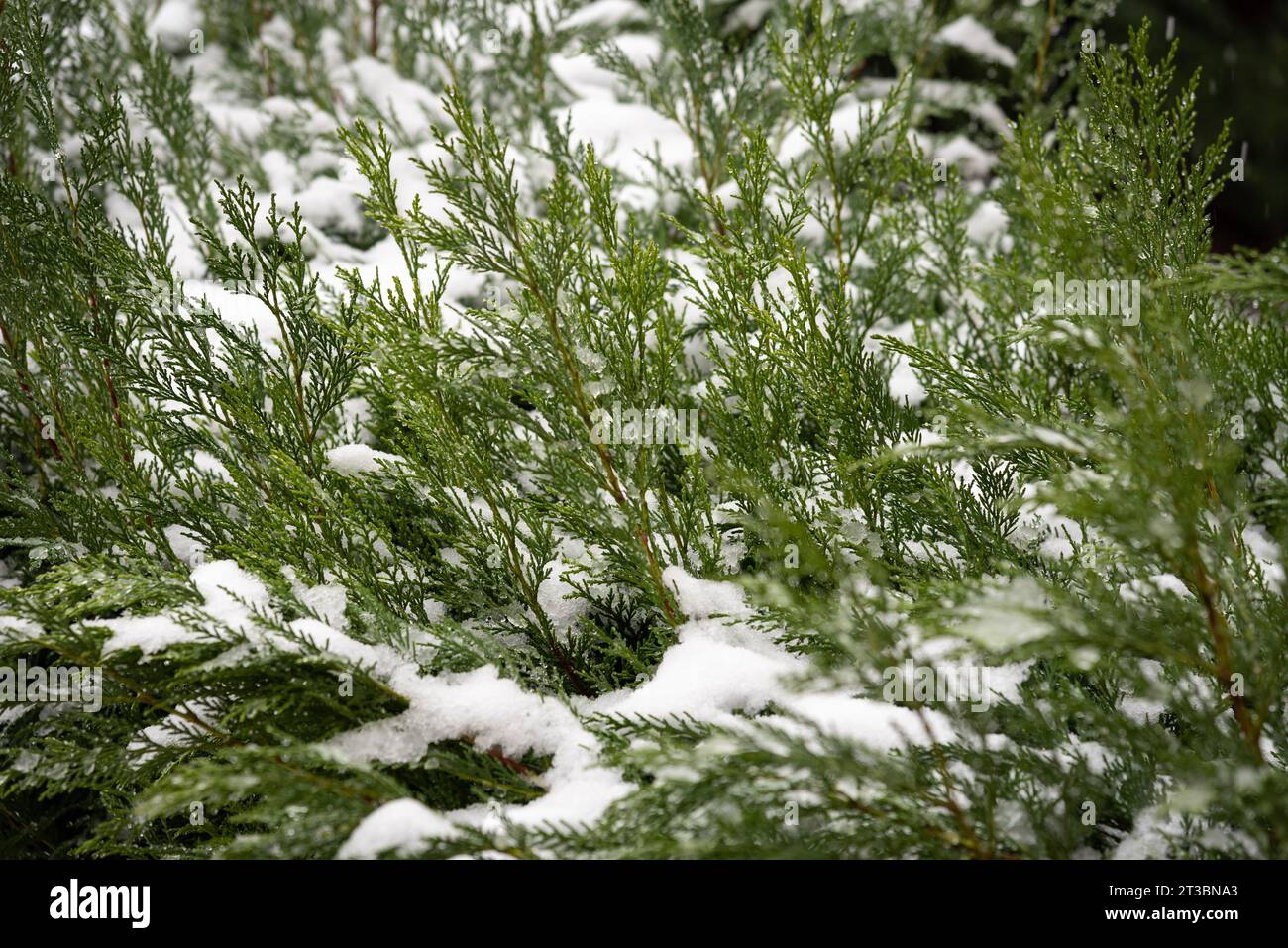 Closeup view of snow on branches of arizona cypress tree on a snowy ...