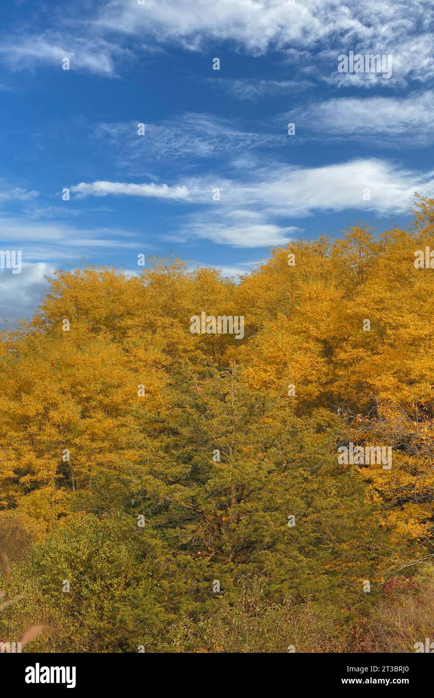 A dense group of trees with yellow leaves behind a small tree with ...