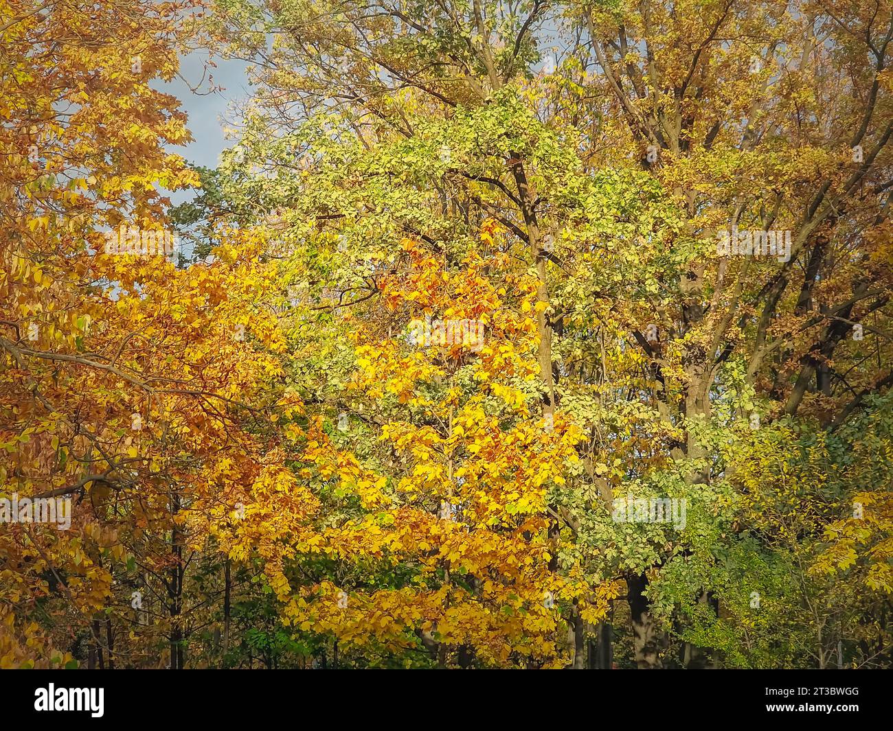 Colorful autumn trees texture. Fall season nature details, multicolored ...