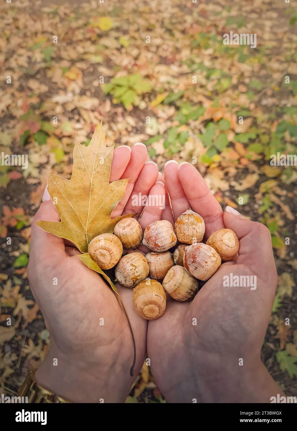 Closeup woman hands holding oak acorns after picking up from the forest ...