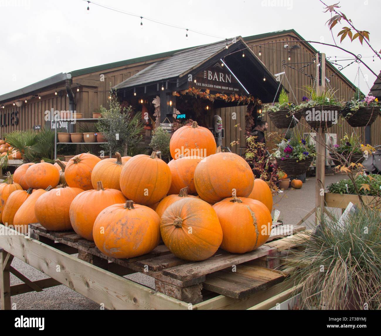 Large harvest of pumpkins stacked up outside the barn at the Hollies ...