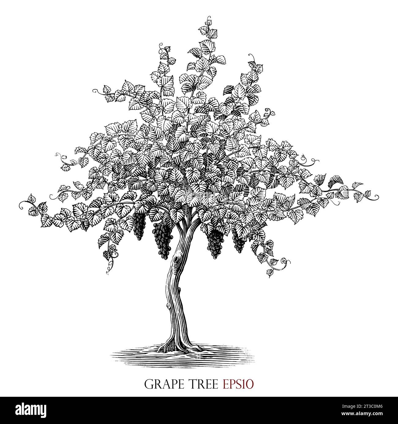 Grape tree illustration vintage engraving style black and white clip ...