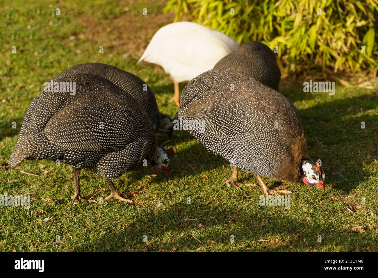 Guinea fowl birds on the grass in the park. Close-up Stock Photo - Alamy