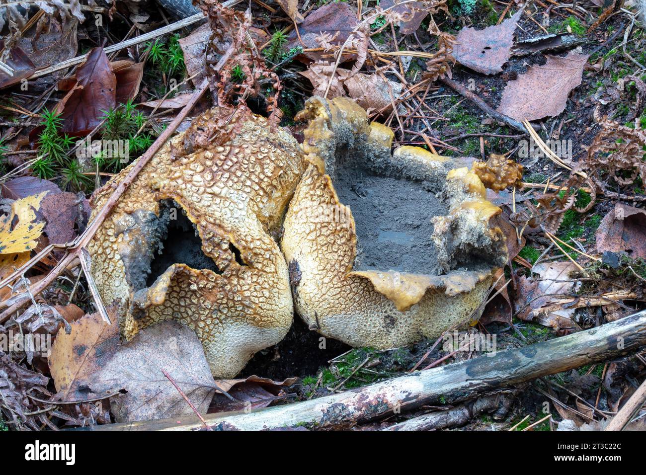 Rust spores hi-res stock photography and images - Alamy
