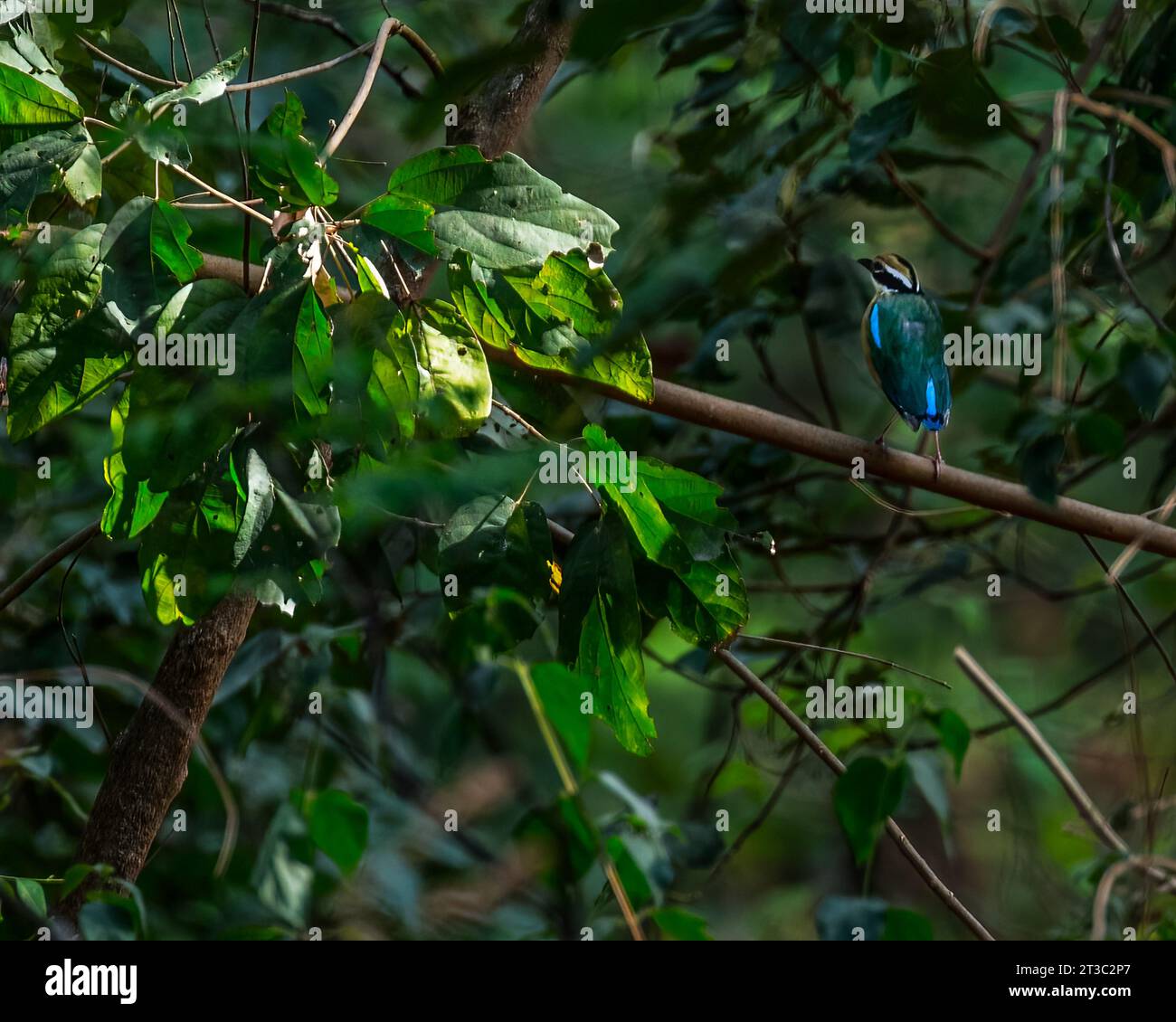 Small blue winged pitta bird hi-res stock photography and images - Alamy