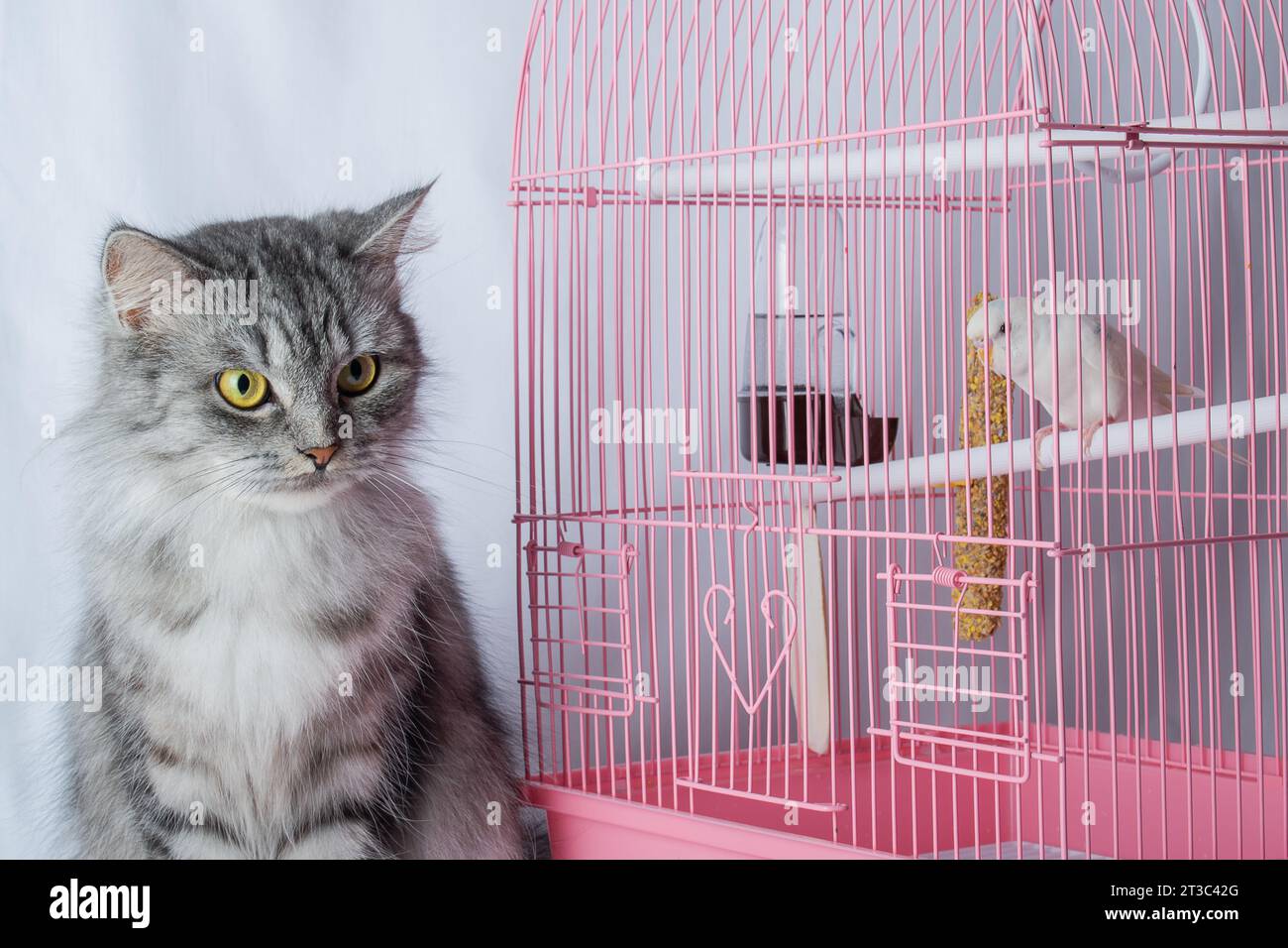 Cat bird cage hi-res stock photography and images - Alamy