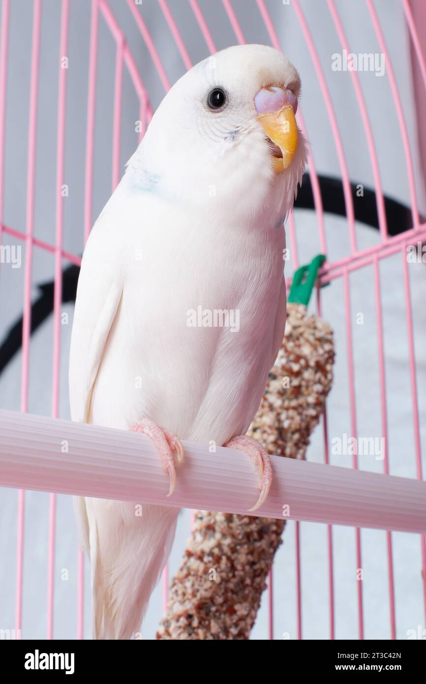 A white budgie looks out of a pink cage Stock Photo - Alamy