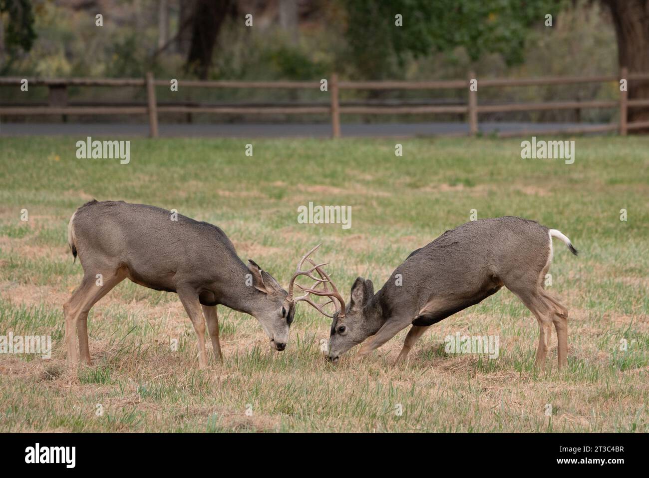 Two Male Mule deer spar during the rut Stock Photo - Alamy