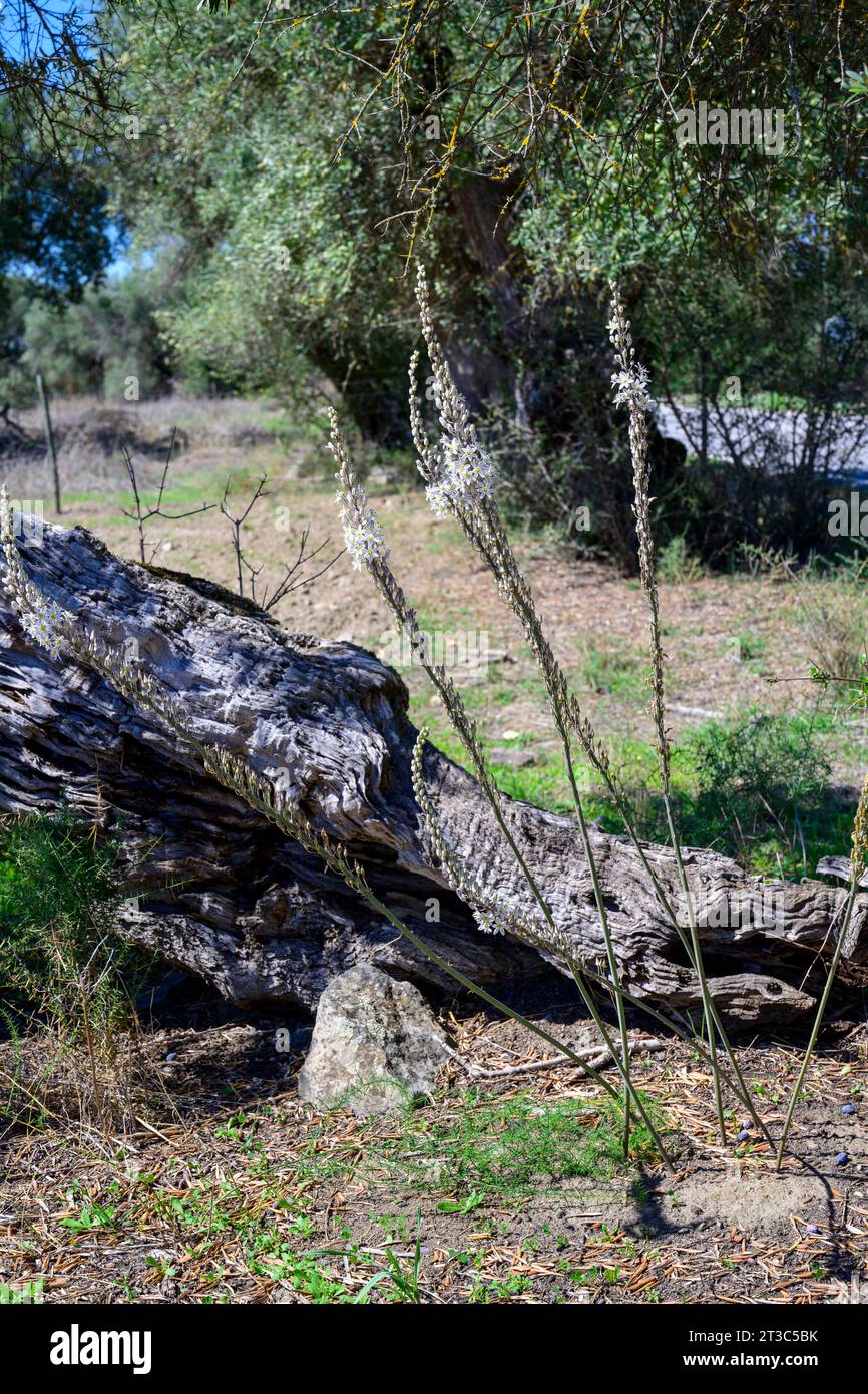 Drimia is a genus of flowering plants. In the APG IV classification ...