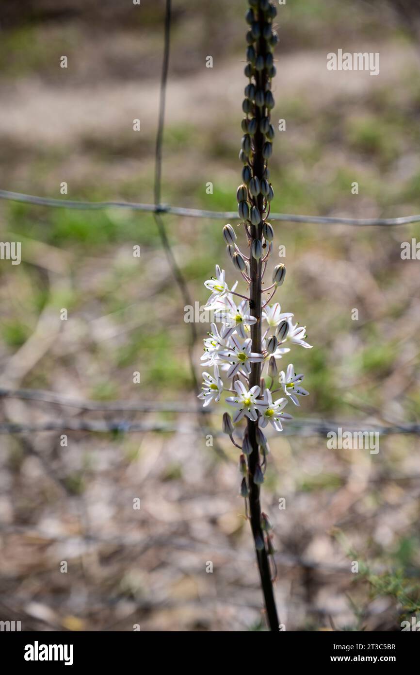 Flora classification hi-res stock photography and images - Alamy