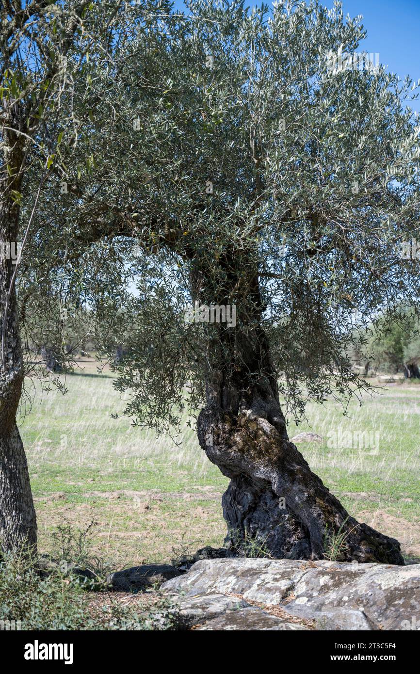 Ancient Olive trees (some say from the Roman Empire Times) at MONTE ...