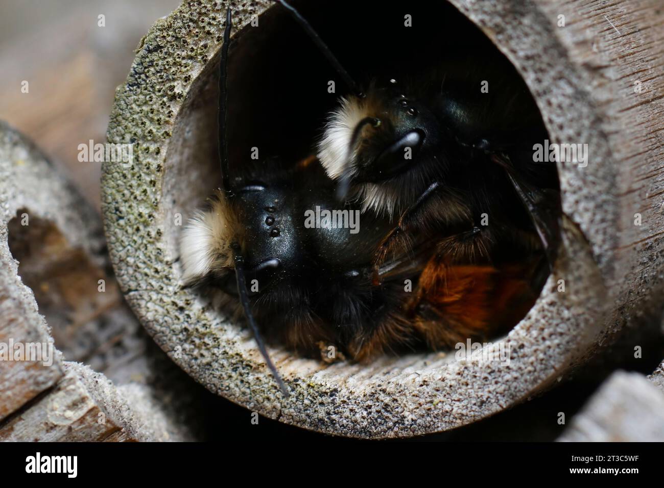 Natural closeup on two colorful fluffy male European horned mason bee ...