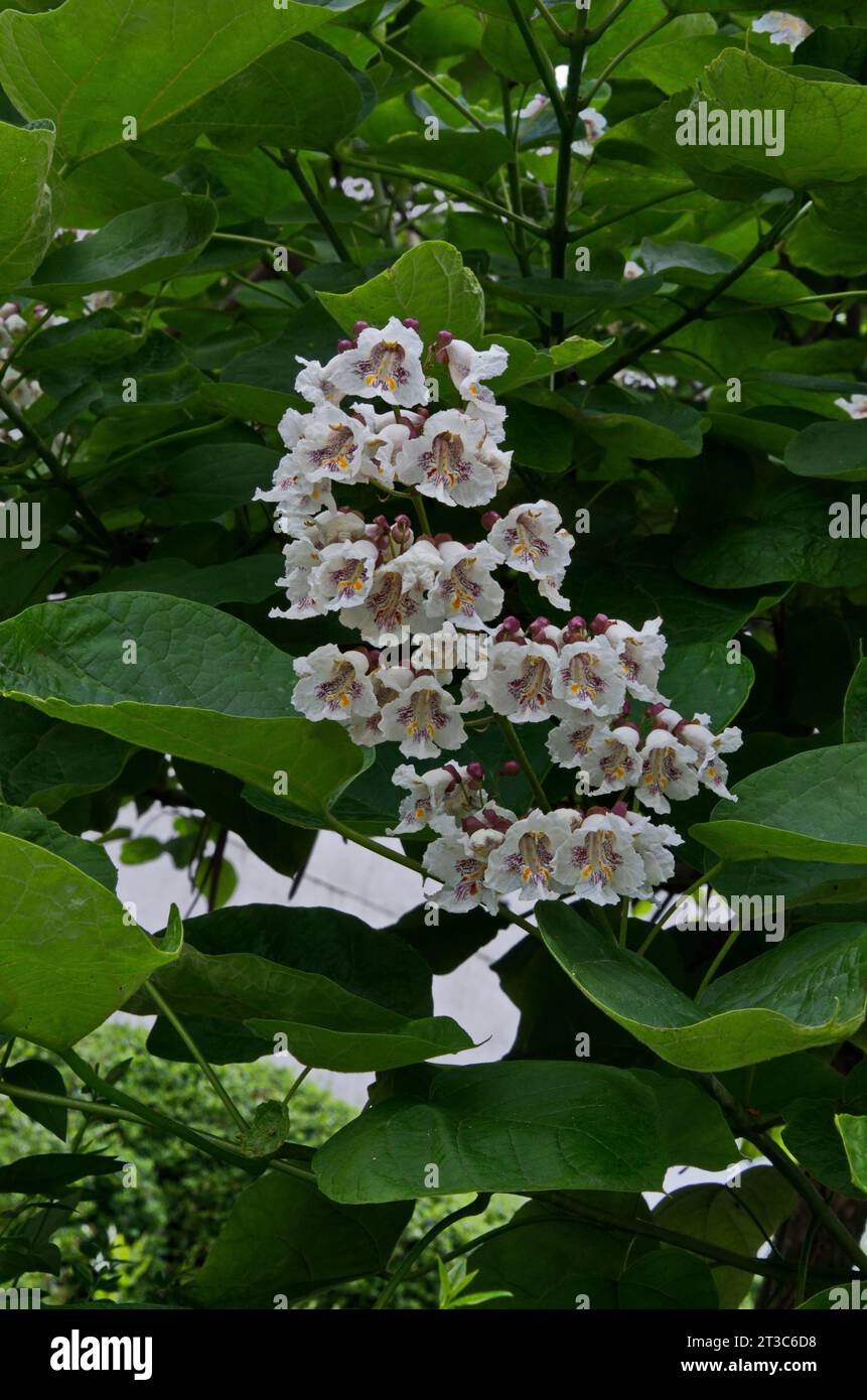 Close up of a branch of Indian bean tree or Catalpa bignonioides in ...