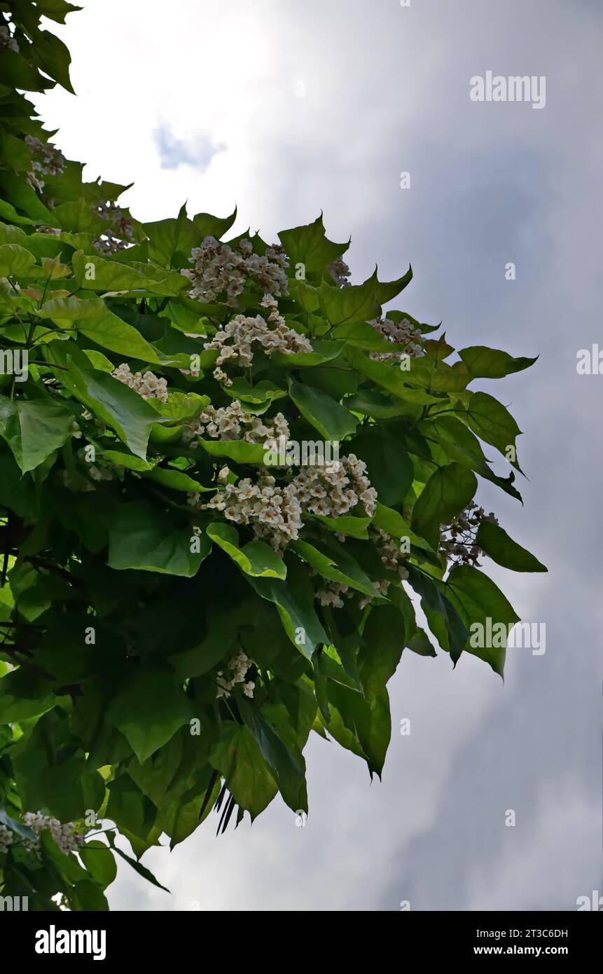 Close up of a branch of Indian bean tree or Catalpa bignonioides in ...